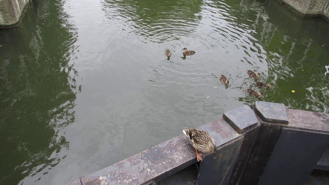 Duck with Ducklings on a Lock - YouTube