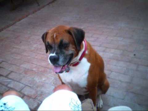 My bassy bob - YouTube