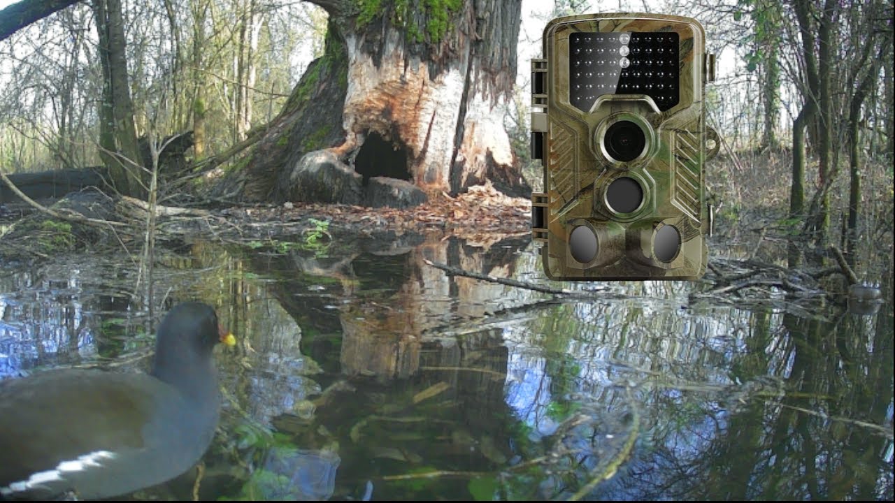 #14 Compilation piège photo dans la forêt - YouTube