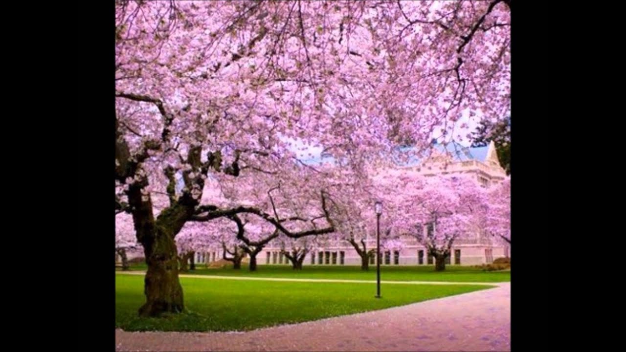 Tania Mara Tenorio Haga - YouTube