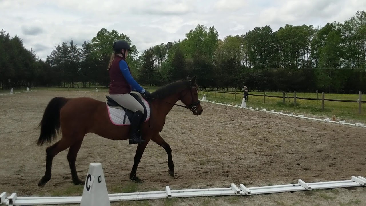 Madison Sexton USDF Training 1 - YouTube
