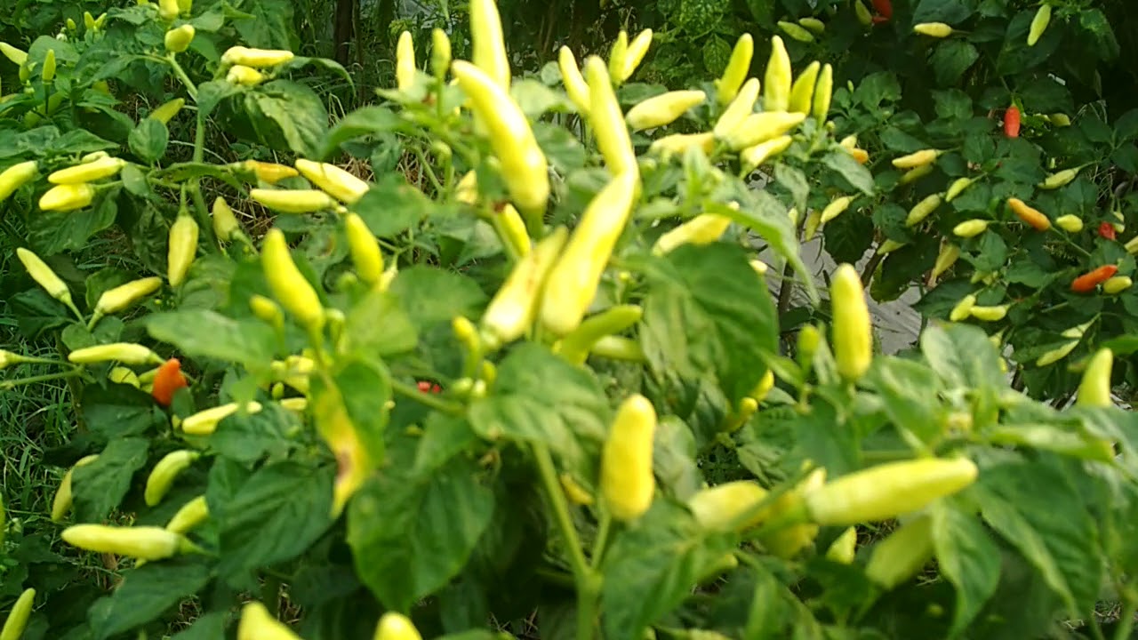 Cabai ORI 212 By petani muda Indonesia - YouTube