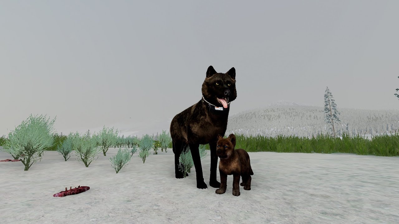 WolfQuest AE: Raas Path S2 #5 ~ Devouring Deer - YouTube