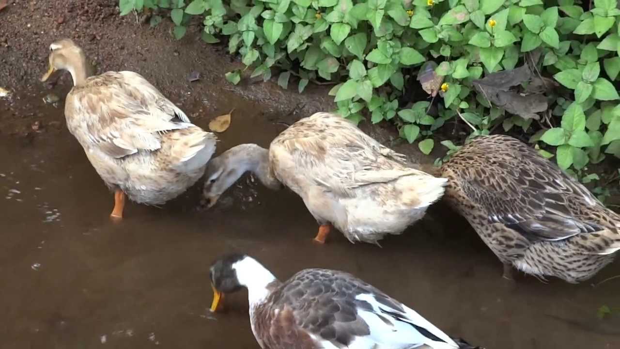 Cute ducks catching fish - YouTube