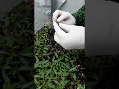 Domates Aşısı Yapıyoruz🍅Iş Yeri VLOGUM🌱