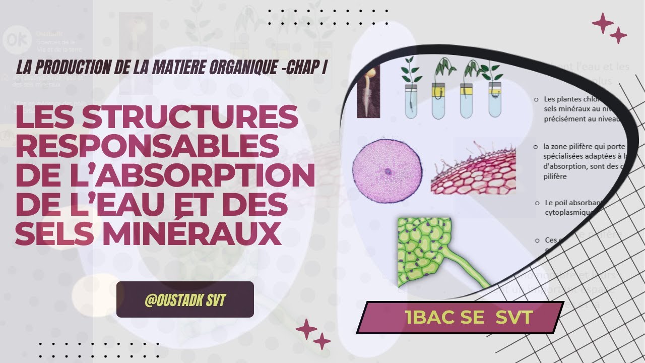 1BAC SE | Mise en évidence les poils absorbants الكشف عن زغب الامتصاص ...