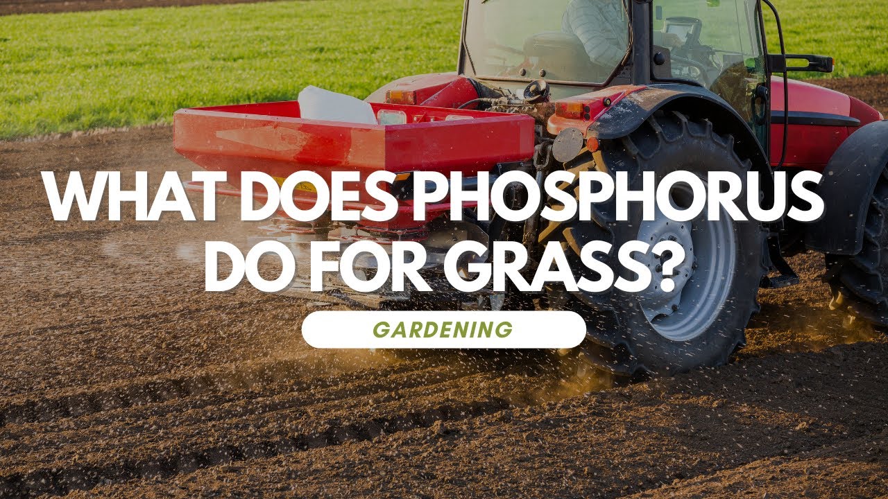 What Does Phosphorus Do For Grass? - YouTube