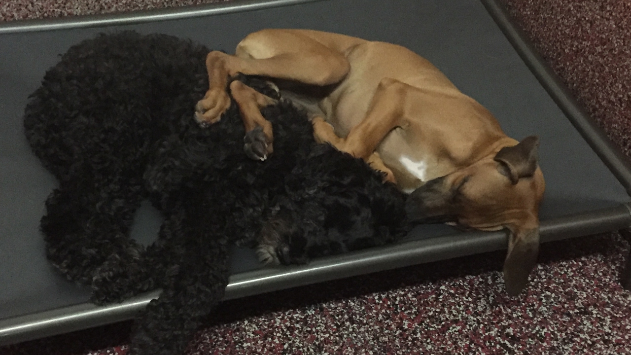 24 hour supervision dog care Montreal - Doggy Daycare - YouTube