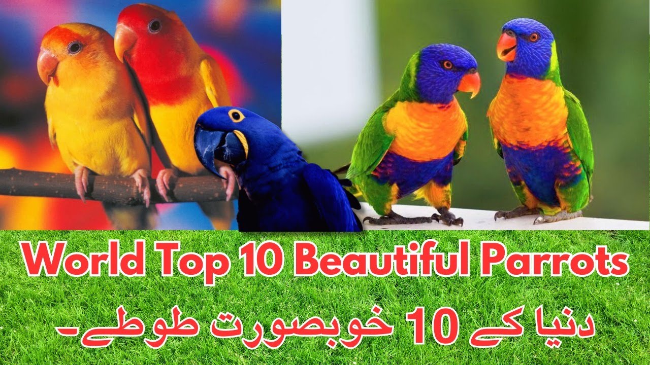 Top 10 Most Beautiful Parrots In The World | Macaw Parrot | Love Bird ...