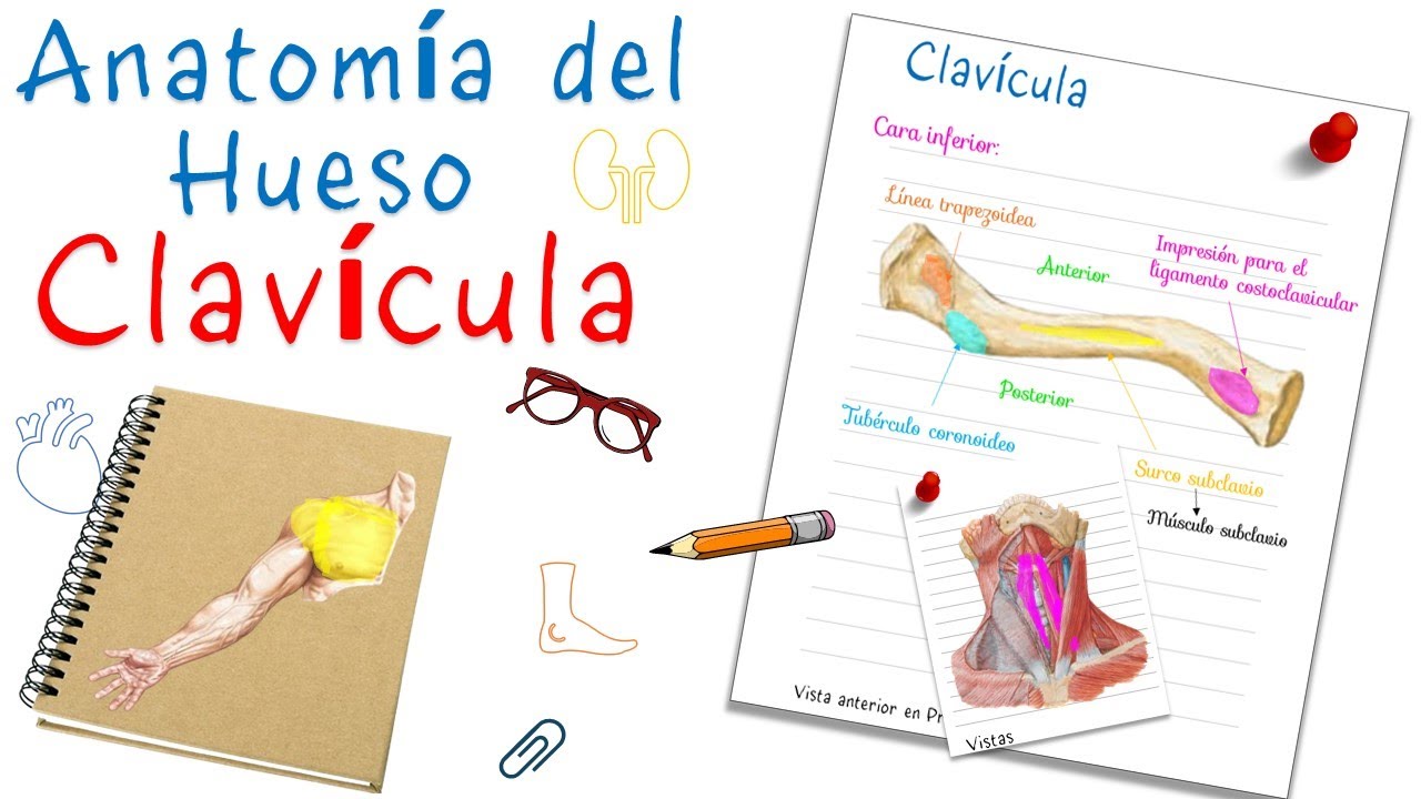 Anatomía de la Clavícula - Explicación fácil y didáctica - YouTube