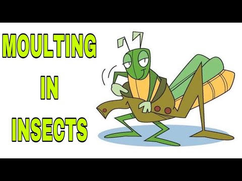 Study of Moulting in insects | Entomology - YouTube