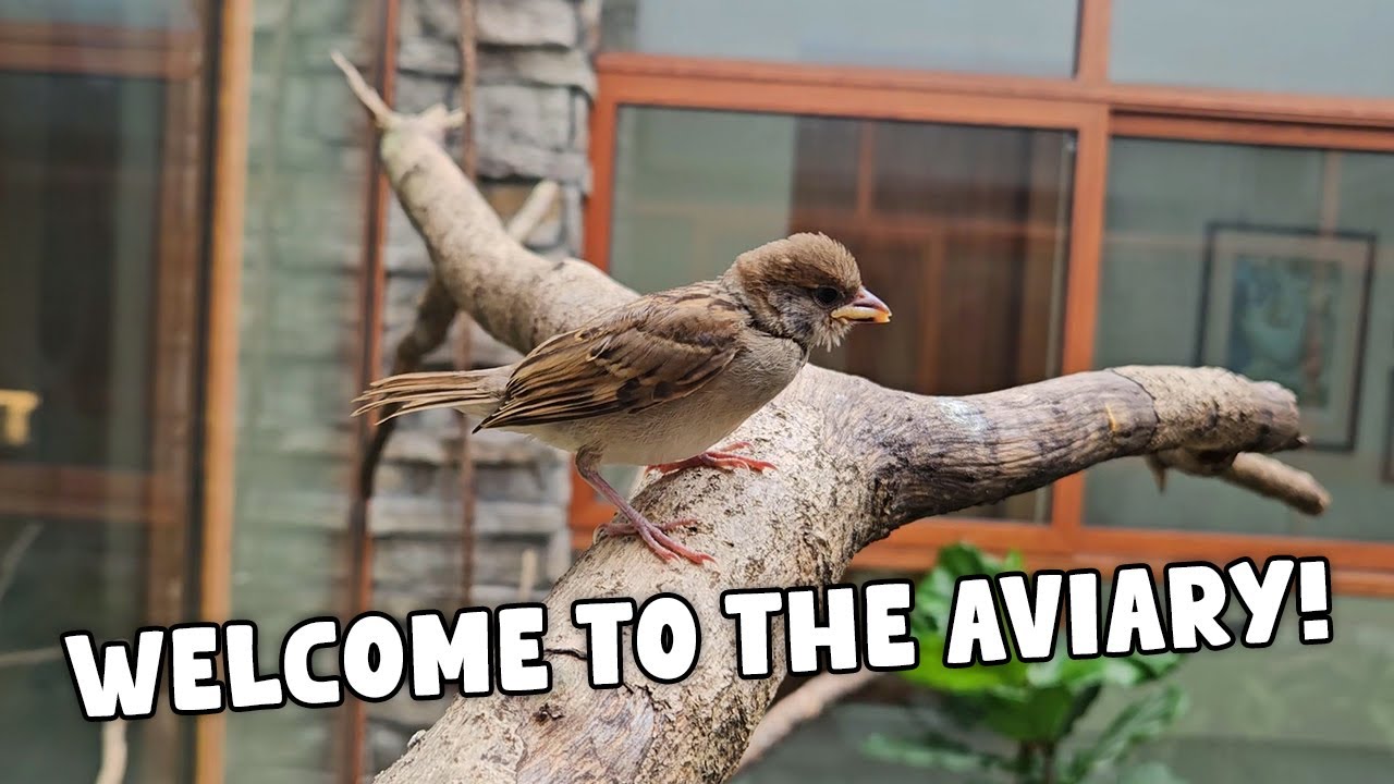 Introducing My New Baby Sparrow into My Giant Home Aviary 🐦 | Vlog ...