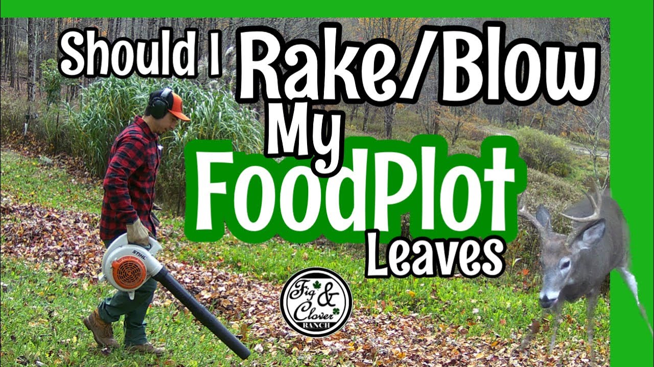 Rake / Blow / Remove Leaves 🍁 from your Food Plot for your Deer 🦌 - YouTube