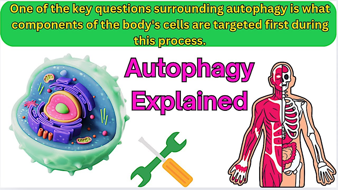 Autophagy Benefits for the Body- Autophagy Explained - YouTube