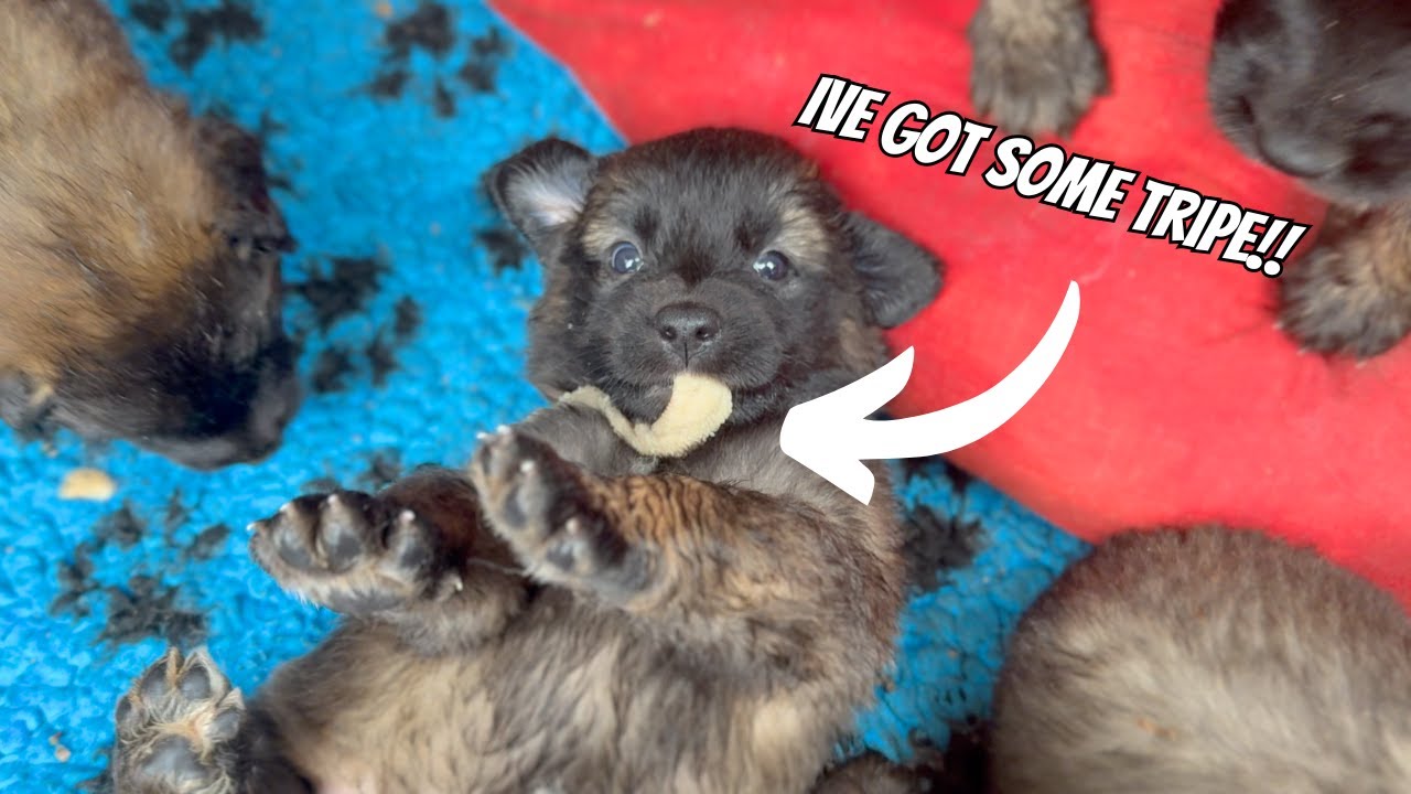 Puppies Try Strange Food for the First Time - YouTube
