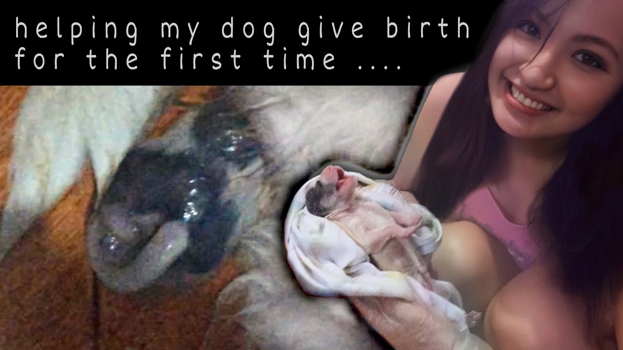 DOG GIVING BIRTH To 4 Puppies YouTube DOG GIVING BIRTH To 4 Puppies YouTube