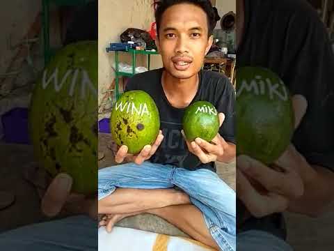 FAKTA KUALITAS ALPUKAT MIKI VS ALPUKAT WINA