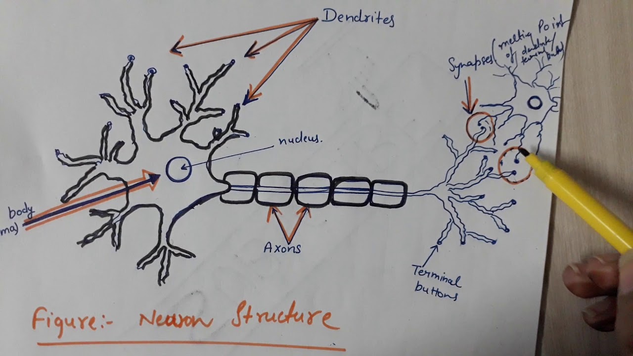 Neuron structure / working of Neuron/ biological neural network - YouTube