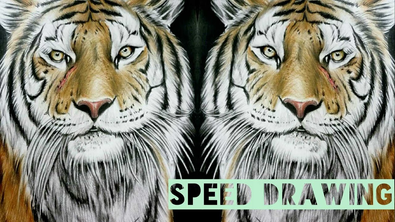SPEED DRAWING: Colored tiger (Tigre a color) | Paranoia Drawings - YouTube