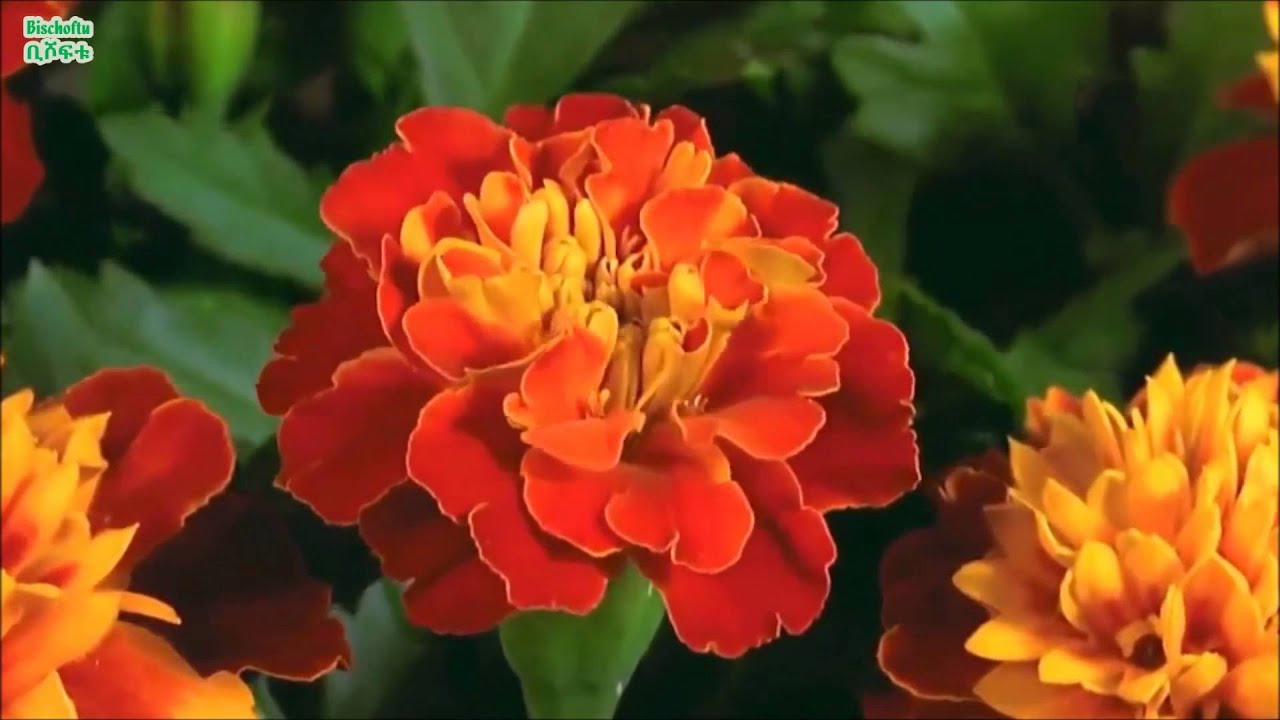 ፅጌረዳ - ሸዋንዳኝ ሀይሉ Tsegereda (Rose) by Shewandagne Hailu - YouTube