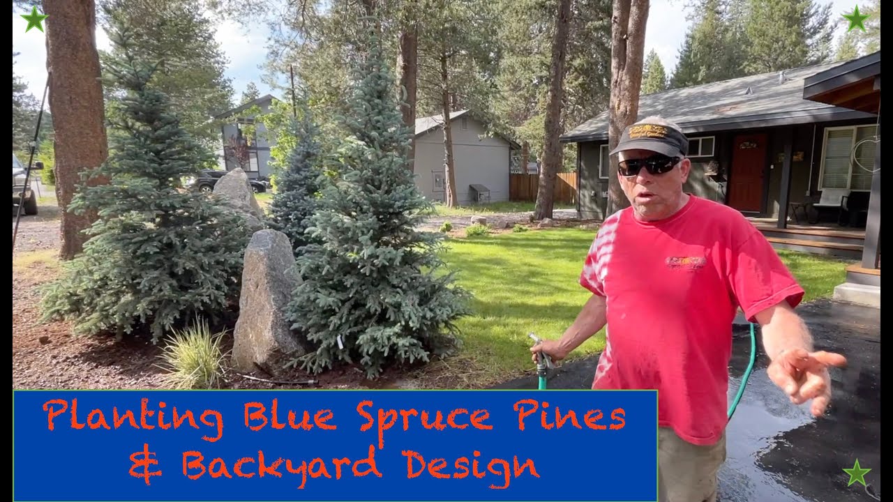 Planting Blue Spruce Trees & Creative Backyard Design - YouTube