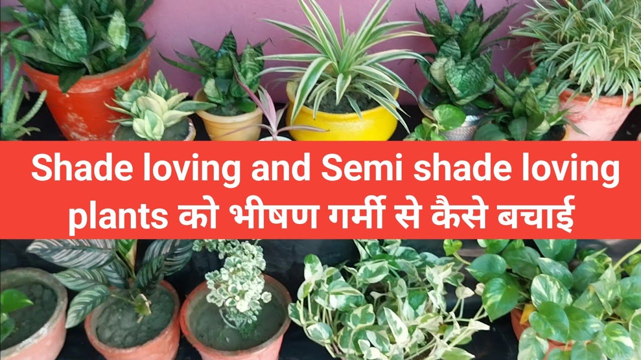 Shade and Semi shade loving pants को भीषण गर्मी से कैसे Save करें ...