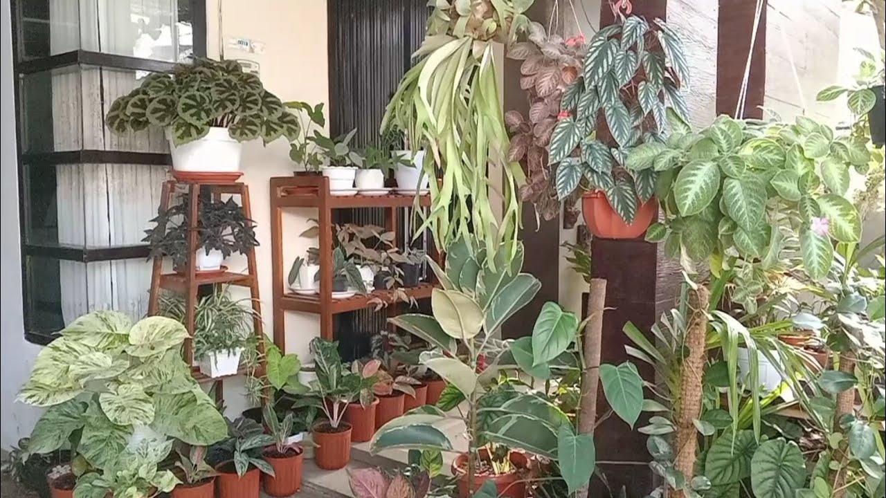 Tanaman Hias Rimbun Di Teras Sempit Kenapa Ngg?! - YouTube