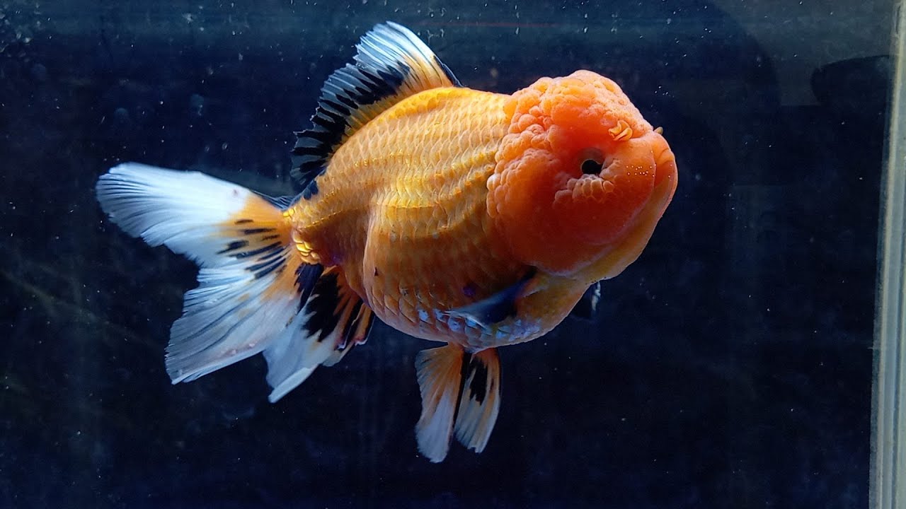 Rare Beautiful Goldfish | Mas Koki | Oranda Rancu - YouTube