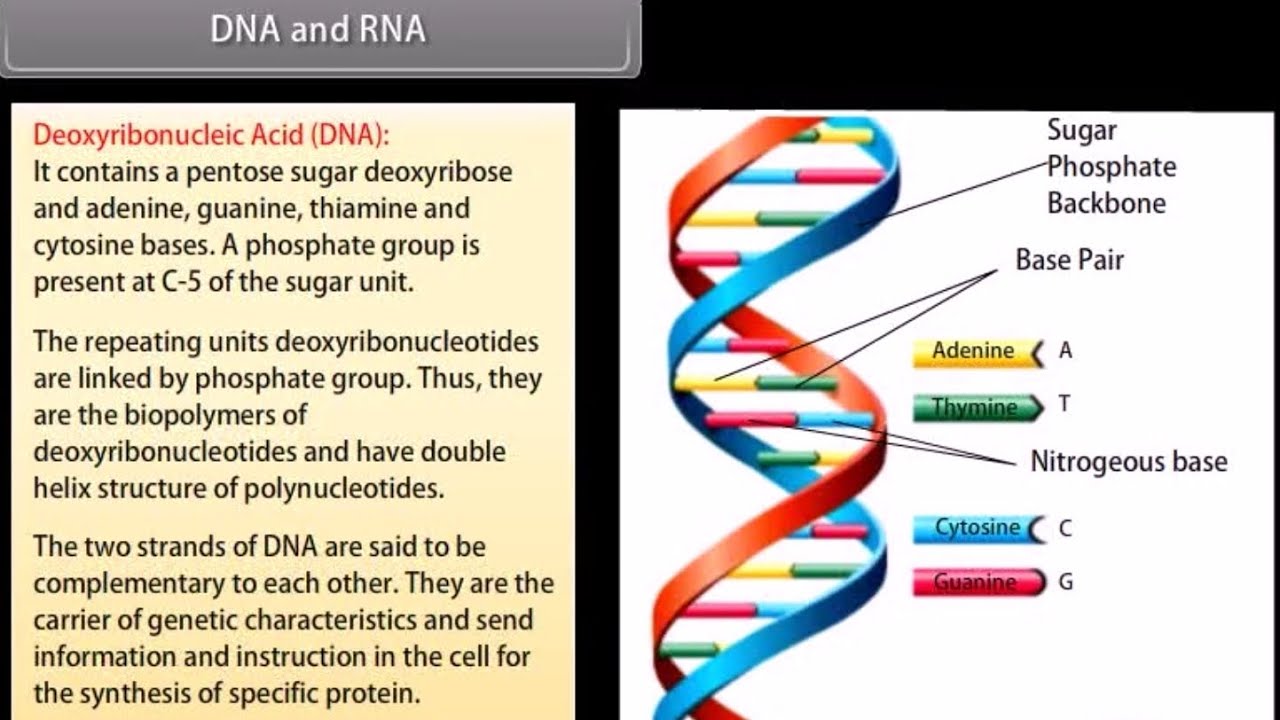 Biomolecules One Shot Class 12th Chemistry #biomolecules - YouTube