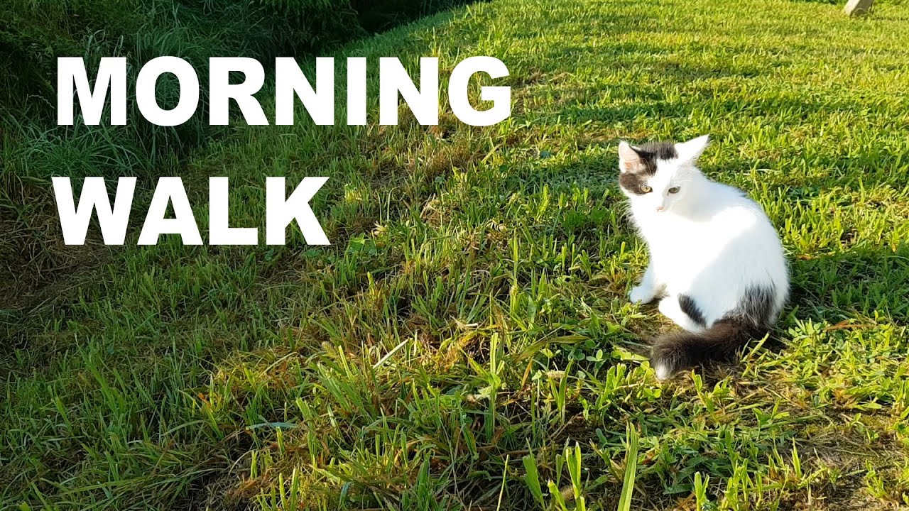 Kittens' Morning Walk | Enjoying The Morning Sun - YouTube