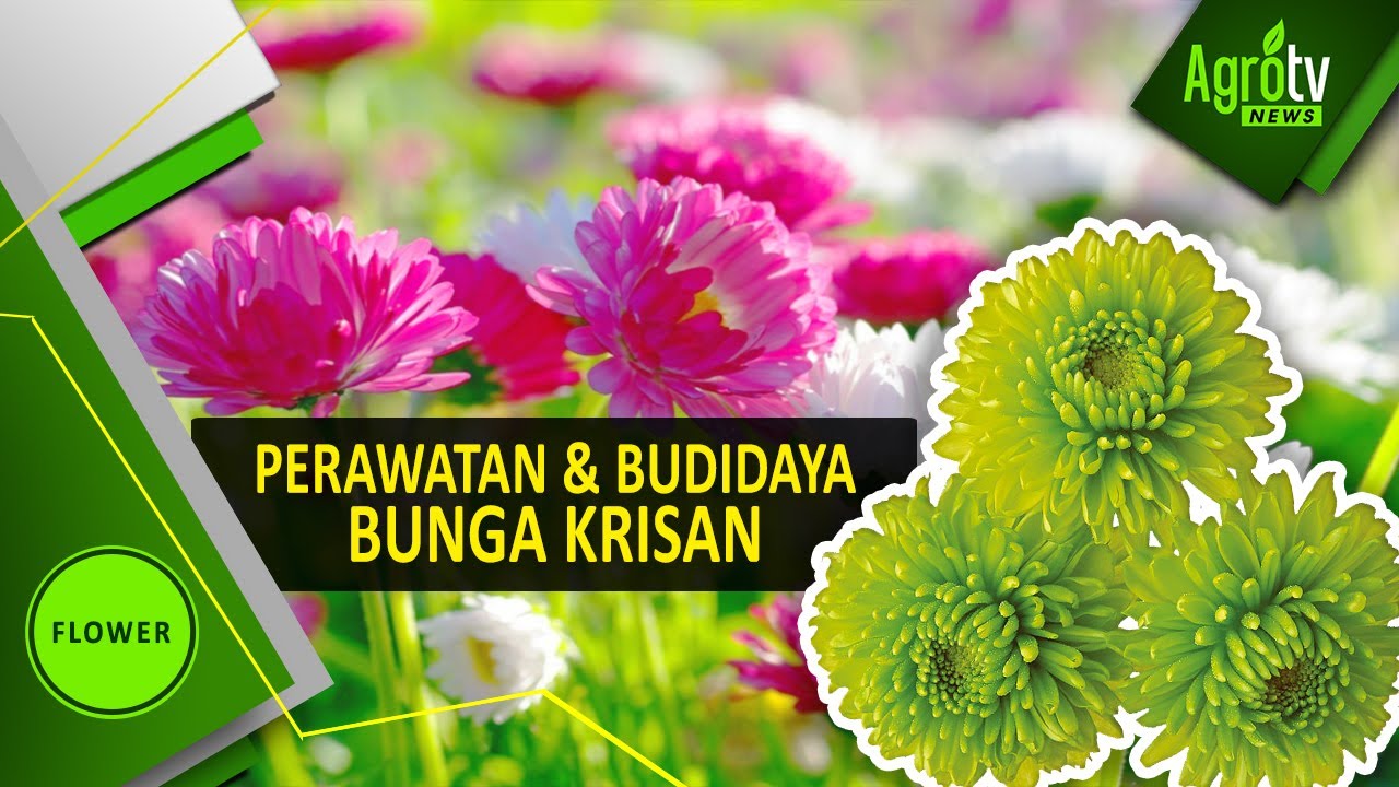 BUDIDAYA DAN PERAWATAN BUNGA KRISAN - YouTube