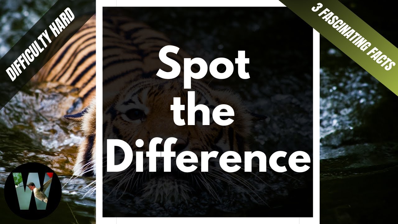 Animal Adventure: Tiger, Spot the Difference! #FindTheDifference # ...
