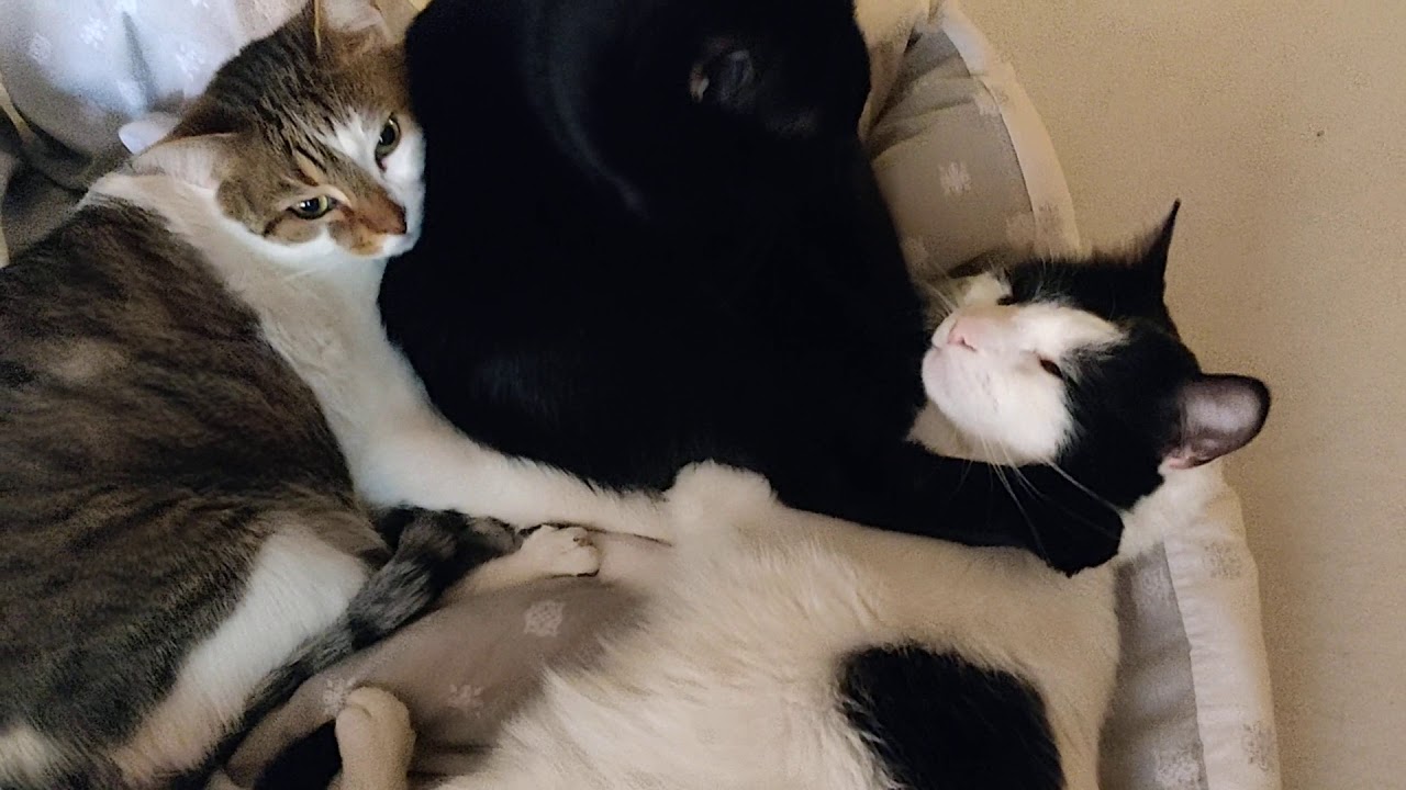 Funny cats moment - YouTube