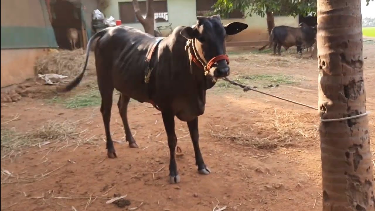 KAPILA COW - YouTube