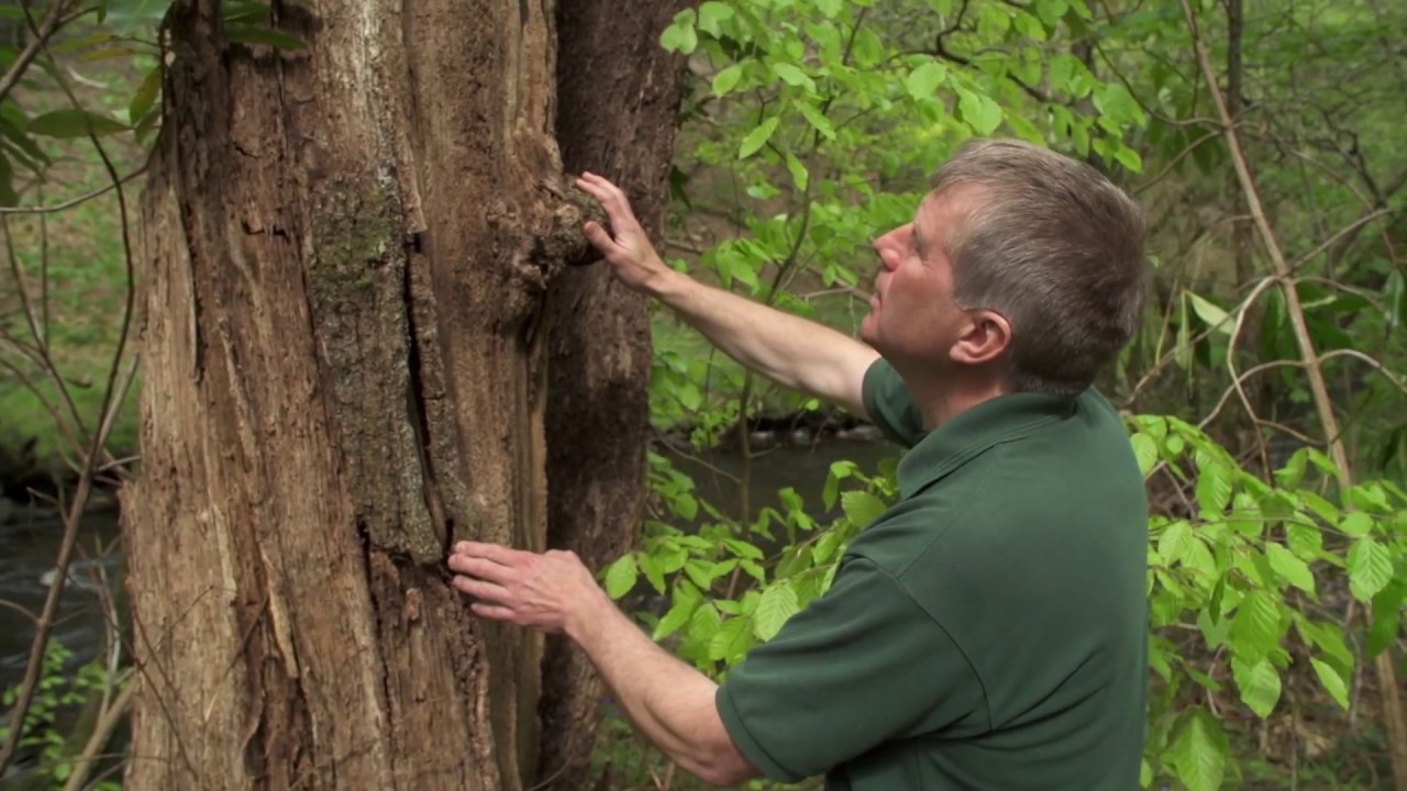 Fingle Woods: David Rickwood (Woodland Trust Project Manager for Fingle ...