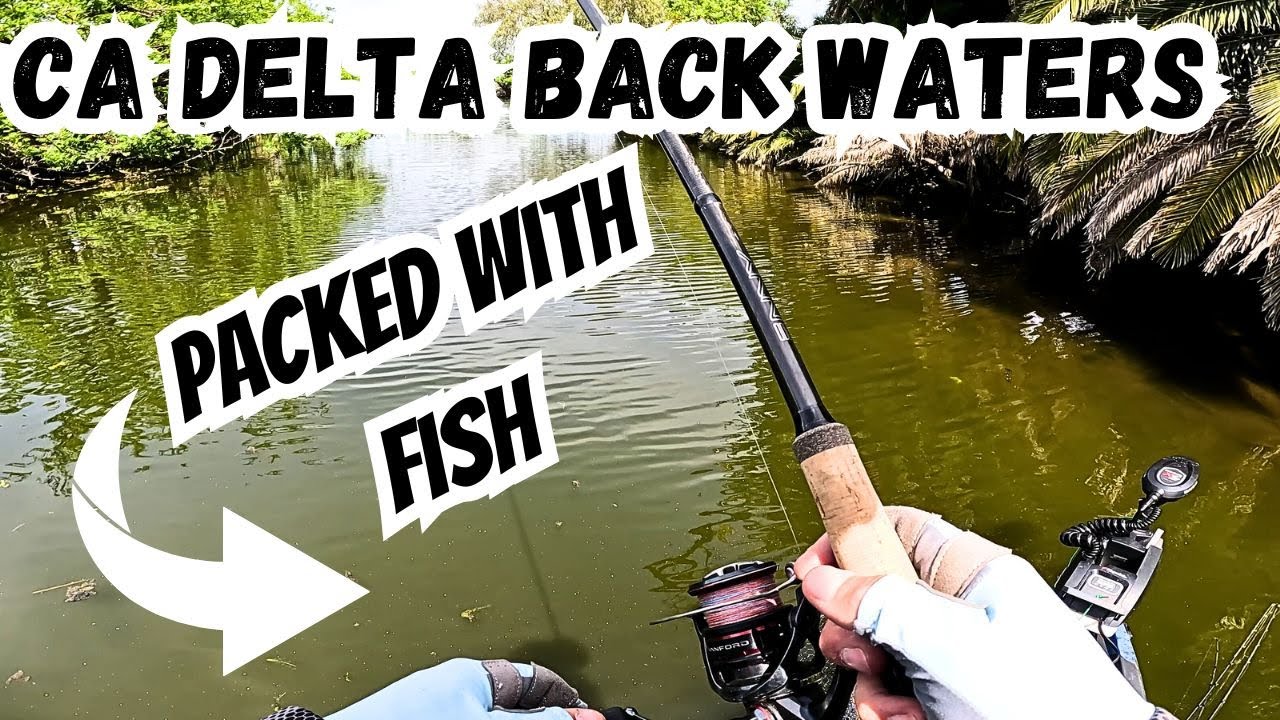 California Delta Bass Fishing | Backwaters LOADED with fish - YouTube
