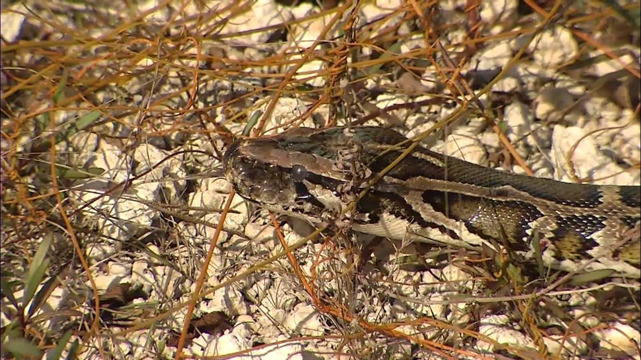 2013 Python Challenge - YouTube