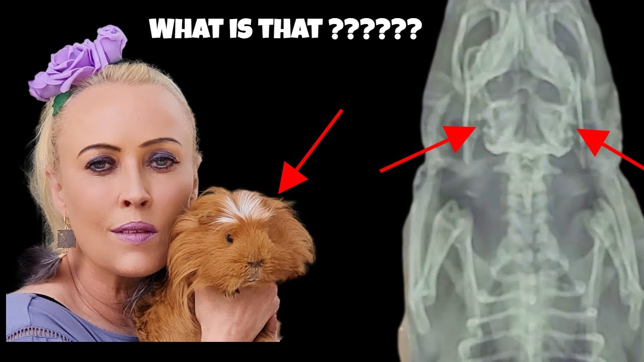 Examining Guinea Pig Xrays and looking at the Calcified Bulla Syndrome ...