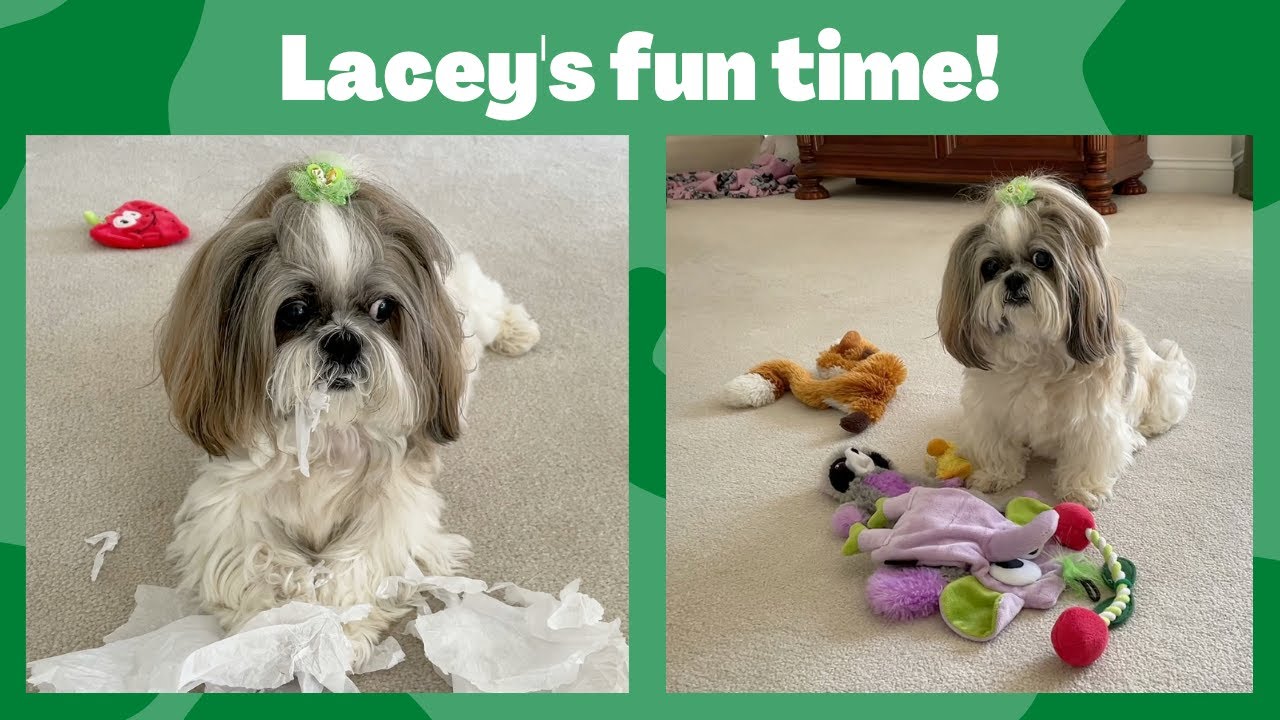 Silly fun time with Lacey 😁 | Dog treats 🦴 | Water bottle stand 💦 ...