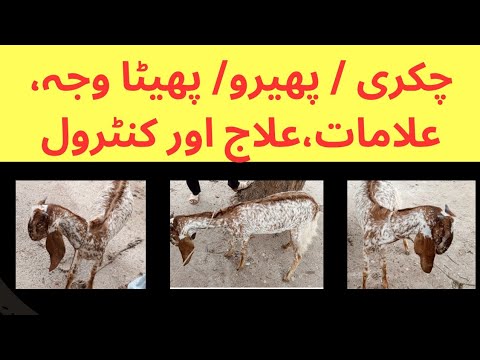 Coenurosis | Gid | Pheru | Phaita cause, symptoms, treatment and control || Dr Muhammad Saif ...