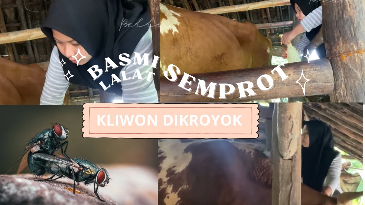 MBAK BELLA BASMI LALAT LAKNAT DI SAPI‼️Cara Mudah Basmi Lalat Jahat di ...