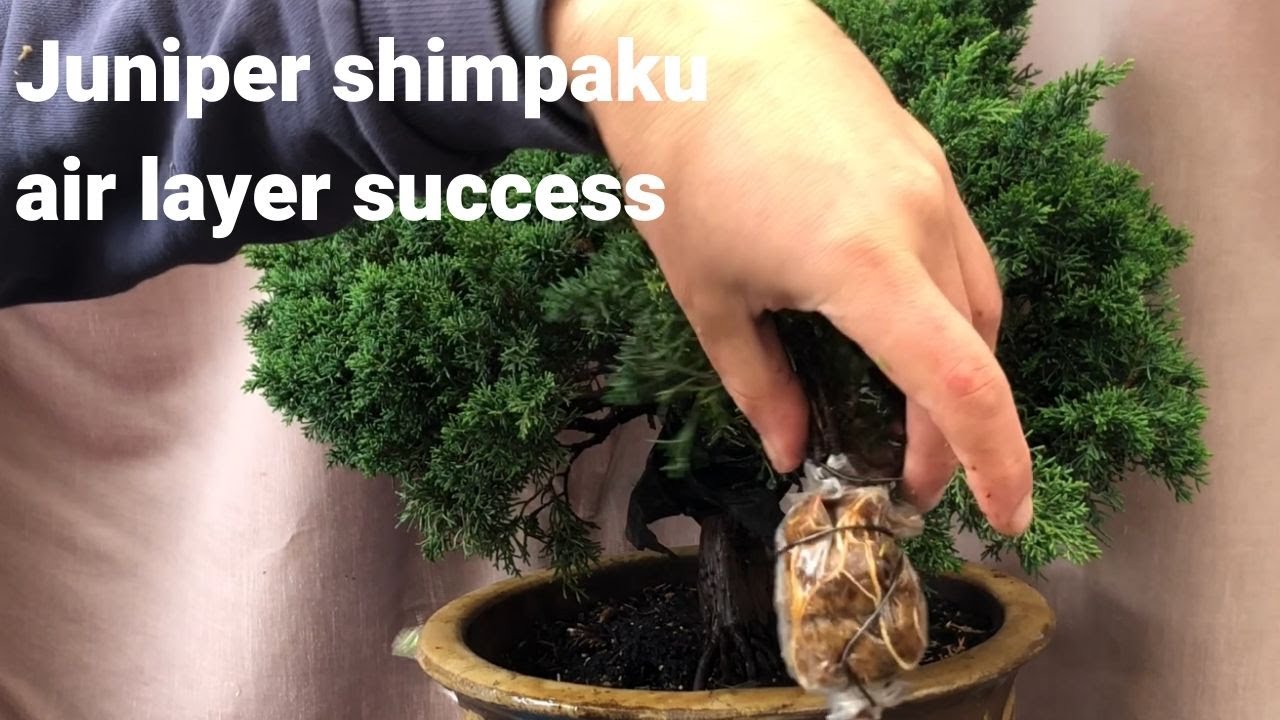 Air layer juniper success - shimpaku juniper successfully air layer ...