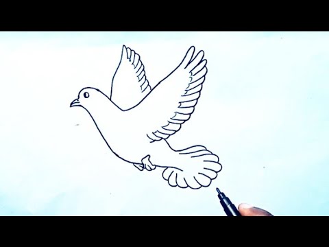 pigeon drawing flying Ihow to draw a pigeon drawing easy I drawing of ...