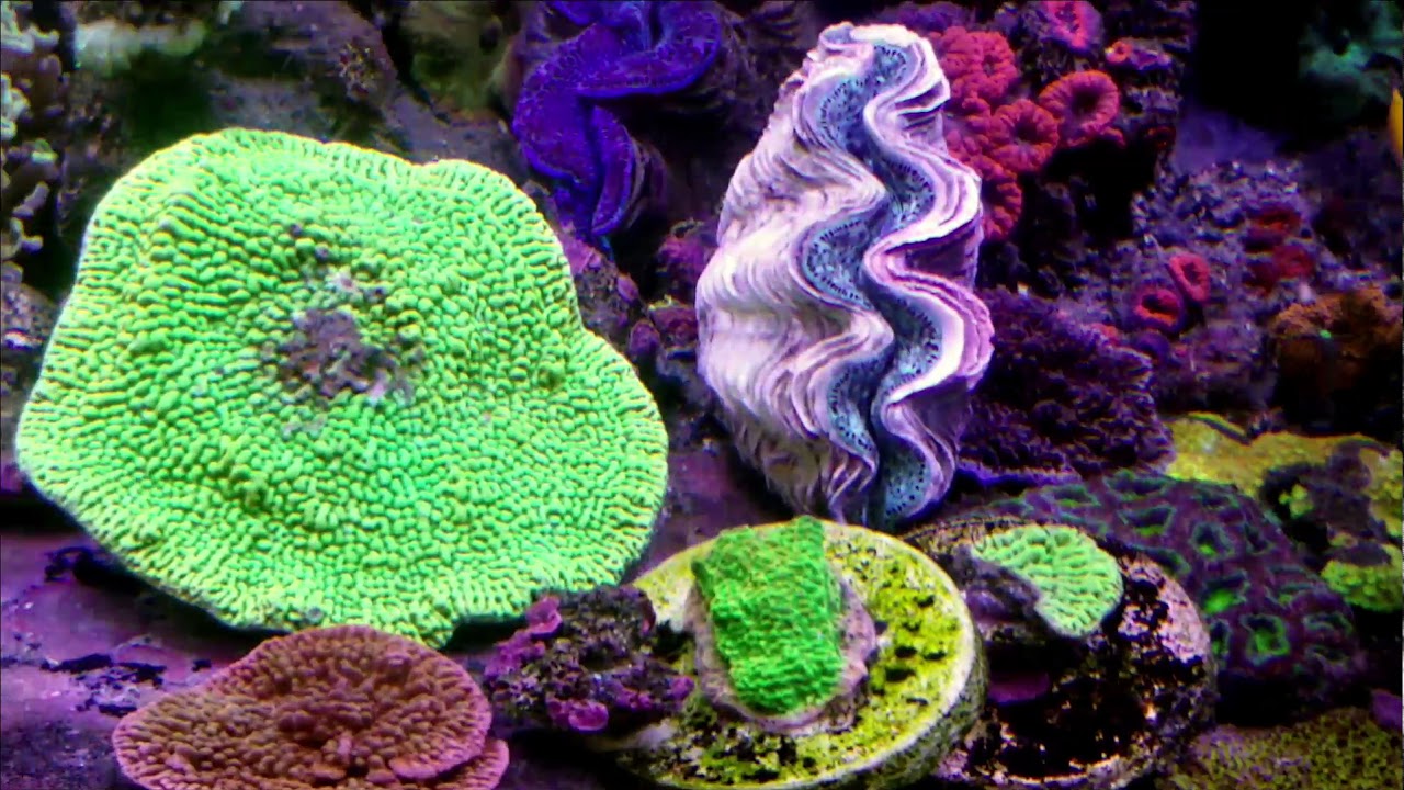 o2manyfish 1100g Reef System after Wildfires Dump Ash for 5 Days - YouTube