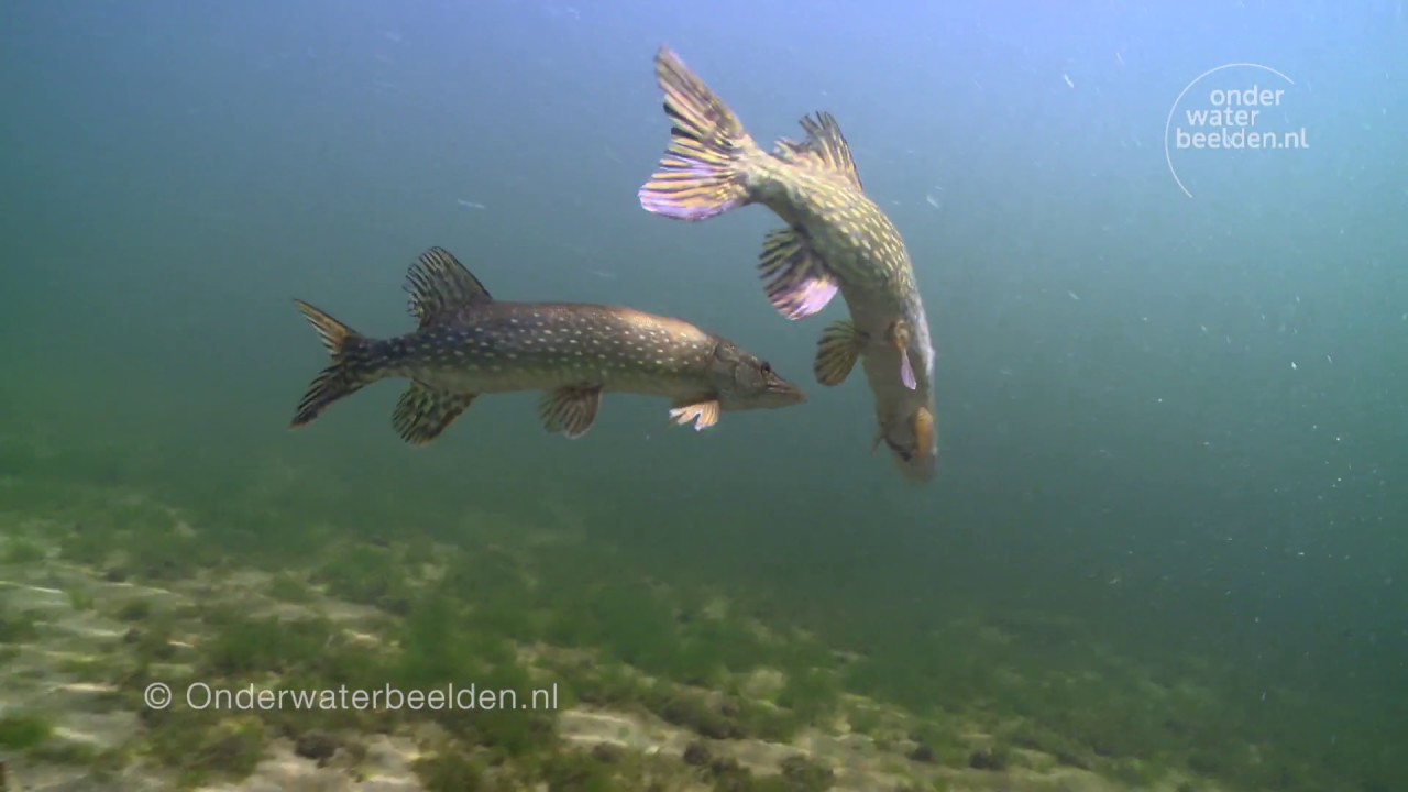 Pike spawning in clear fresh water - snoek paait - YouTube