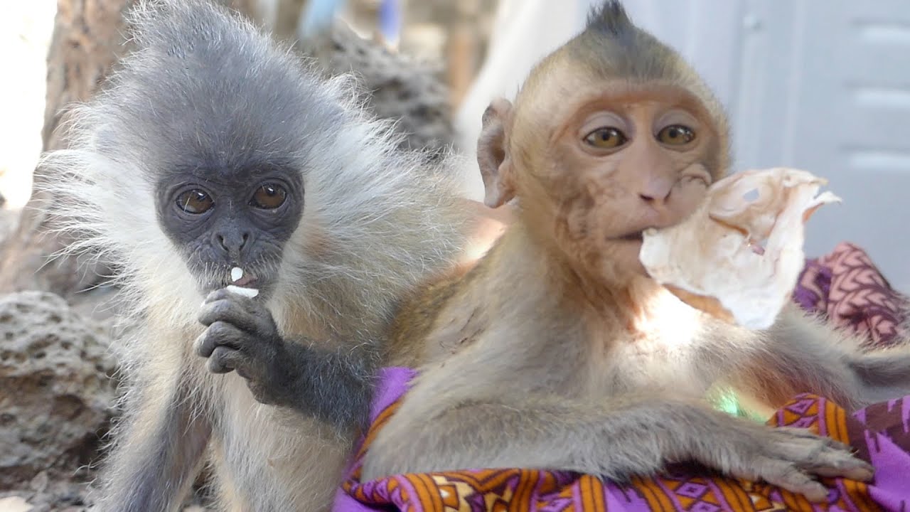 Monkey Niki-Niki and Miki eating rice under tree - YouTube