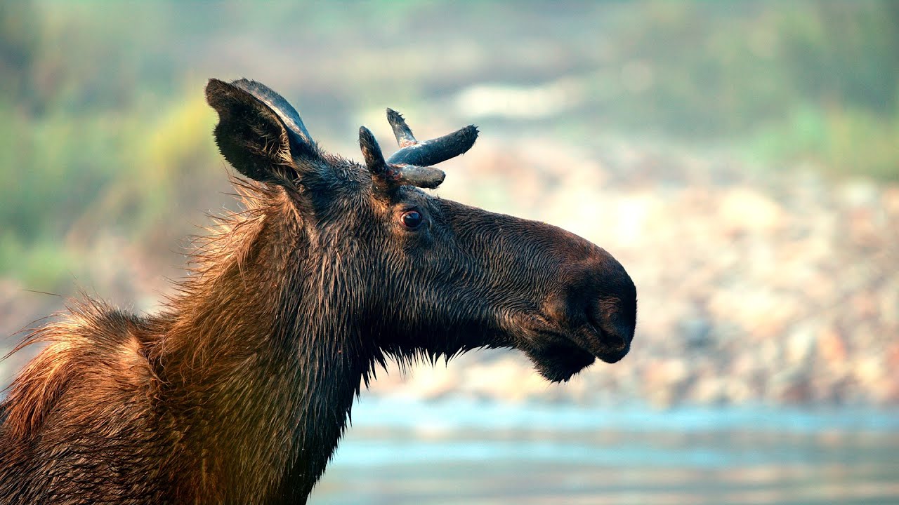 Hanma Series | Episode 5: Beasts of Hanma - YouTube