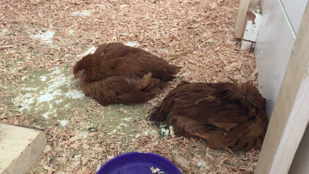 More losses with Murray McMurray Big Red Broilers. - YouTube