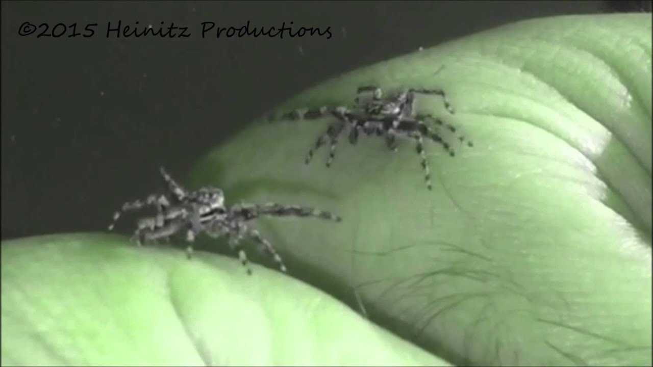 Tan Jumping Spider - Turn Down For What - Clinton, Iowa - 09.07.15 ...