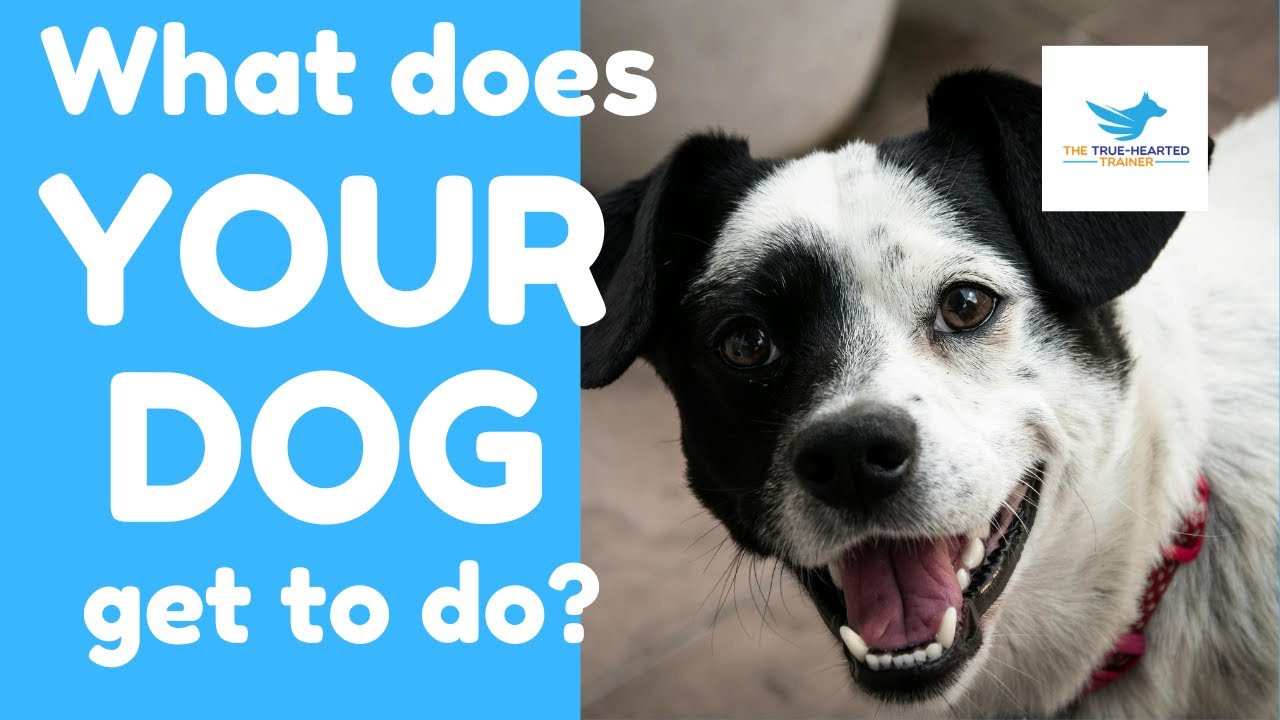 WHAT DO DOGS NEED IN THEIR DIET | WHAT DO DOGS NEED IN THEIR FOOD ...